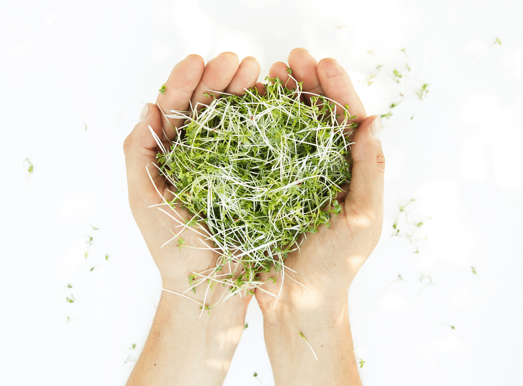 Home - Hy-Farm | Intelligent Hydroponic Agriculture