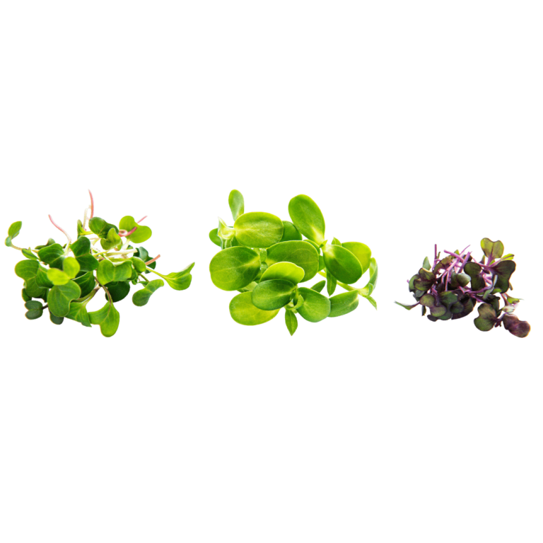 Home - Hy-Farm | Intelligent Hydroponic Agriculture