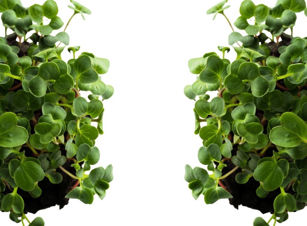 About microplants - Hy-Farm | Intelligent Hydroponic Agriculture