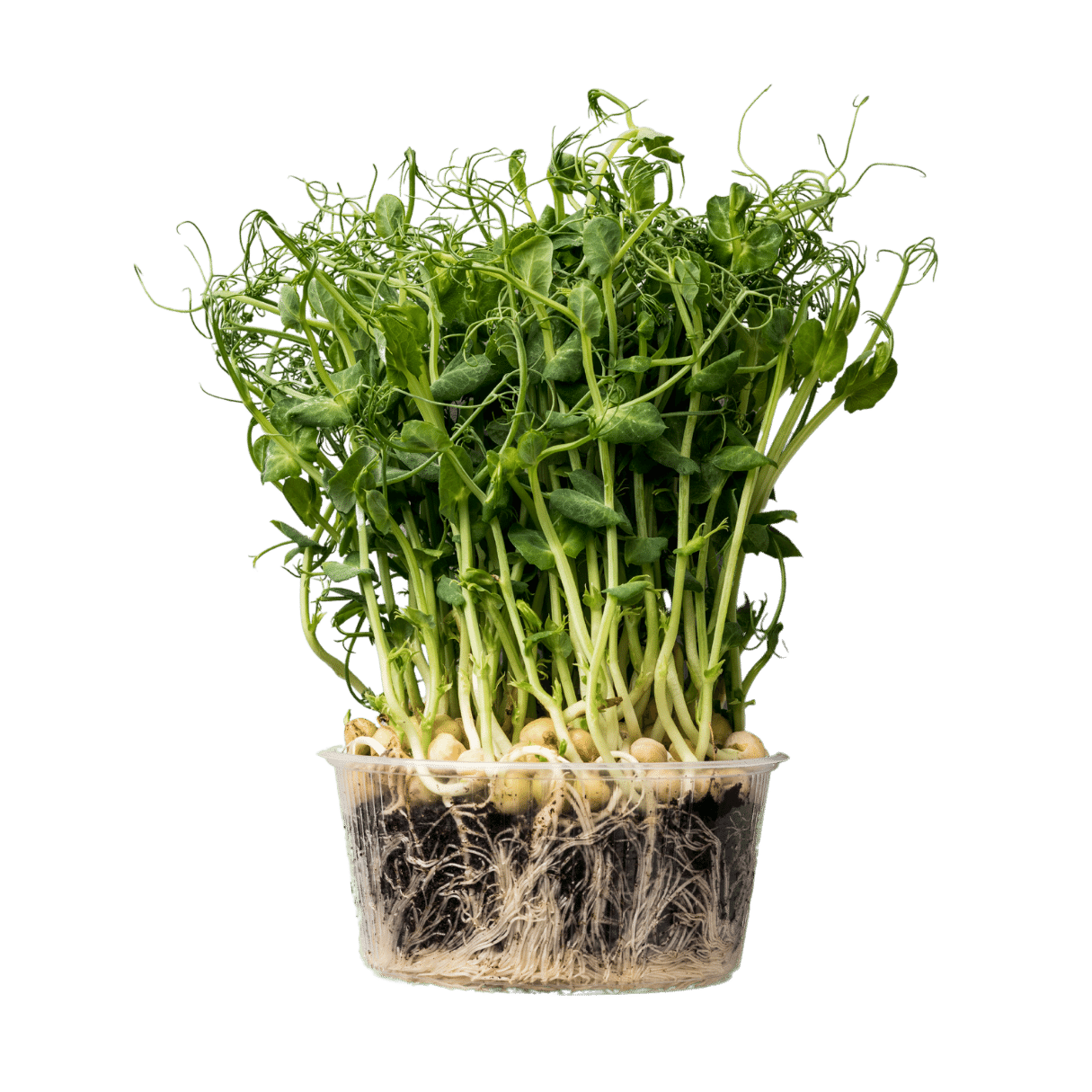 Home - Hy-Farm | Intelligent Hydroponic Agriculture