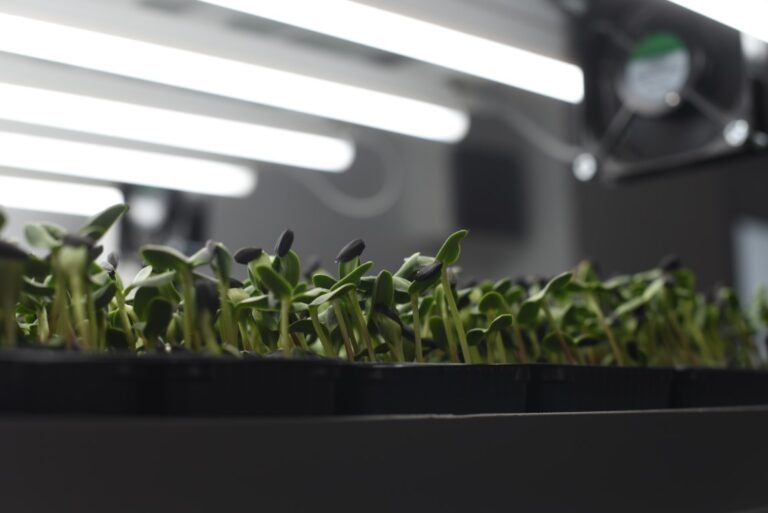 Home - Hy-Farm | Intelligent Hydroponic Agriculture