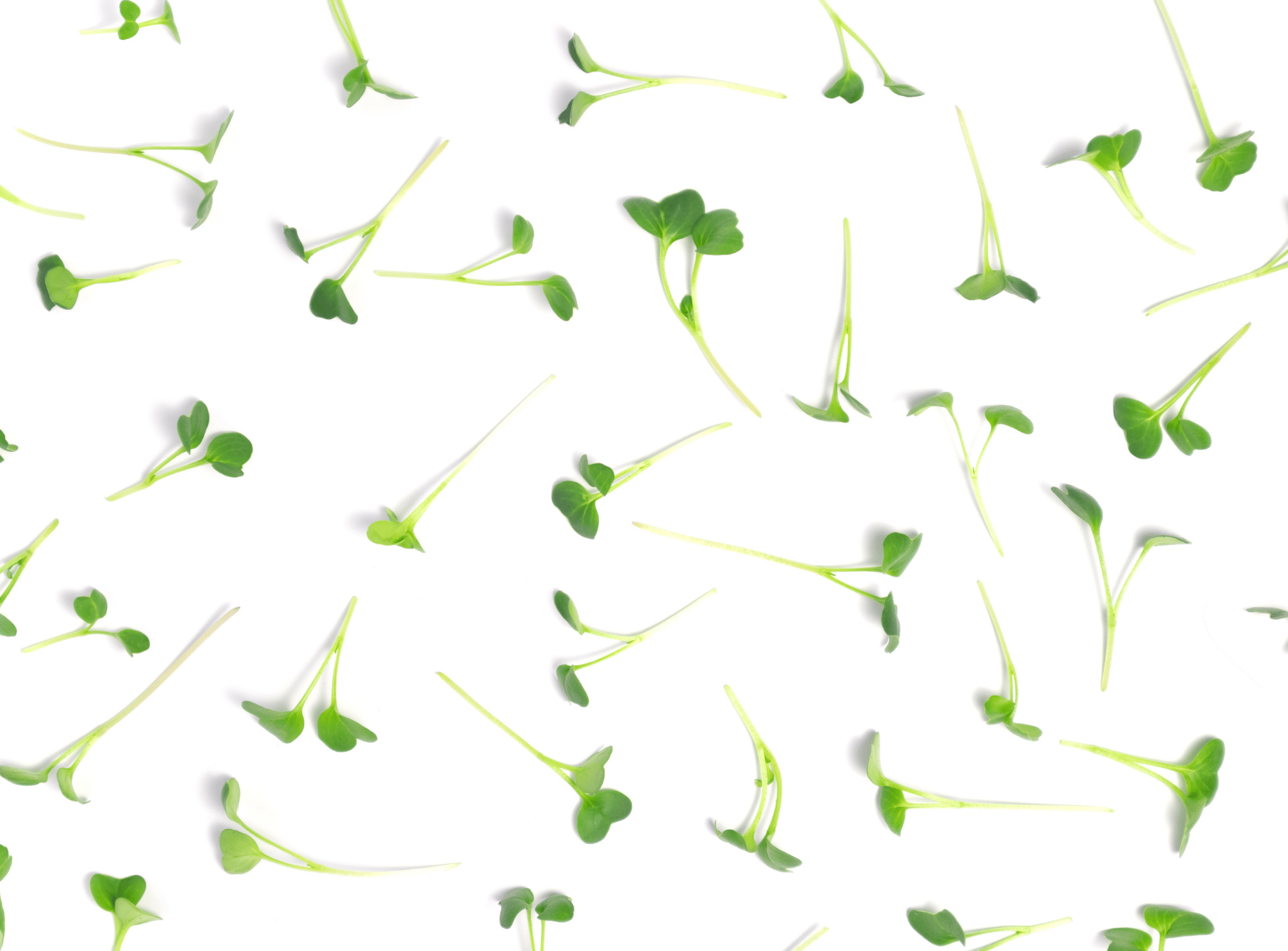FAQ - Hy-Farm | Intelligent Hydroponic Agriculture