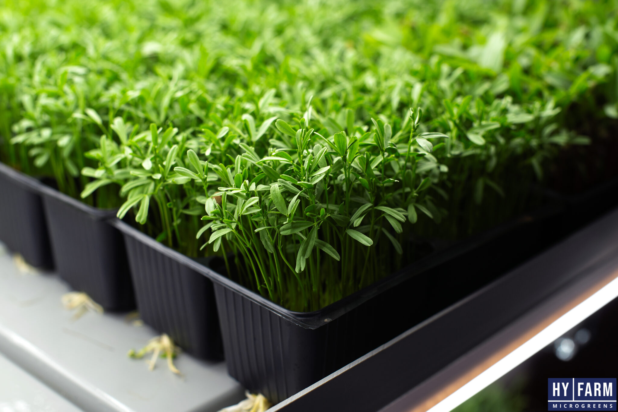 Home - Hy-Farm | Intelligent Hydroponic Agriculture