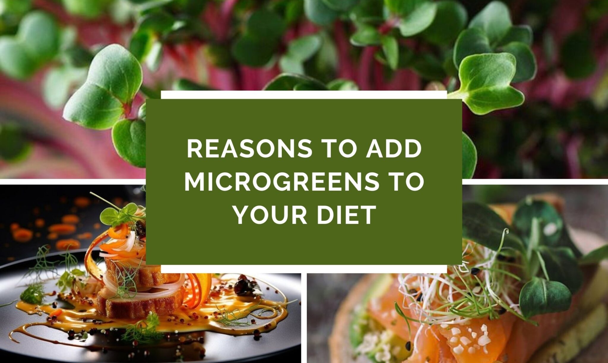 Microgreens in your daily diet - Hy-Farm | Intelligent Hydroponic ...